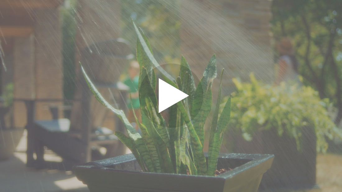 The Mayne Guide – Mayne Inc. US